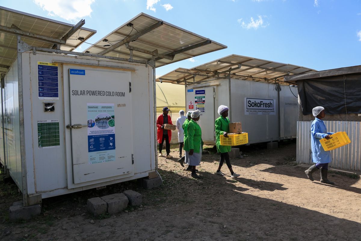 Solar cold storage helps African farmers cut losses and reach global ...