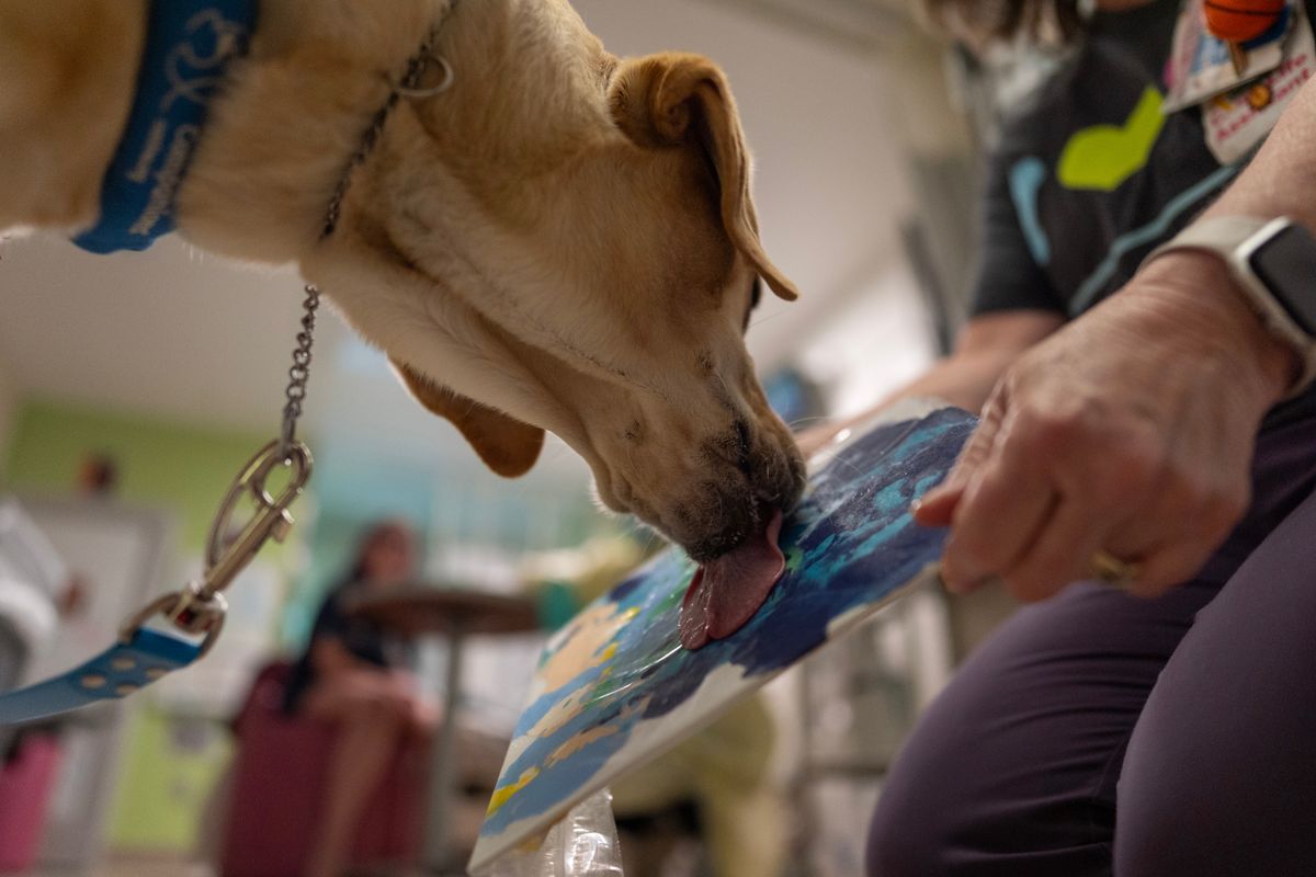 Healing with a wag and a nuzzle, meet the dogs brightening hospital ...
