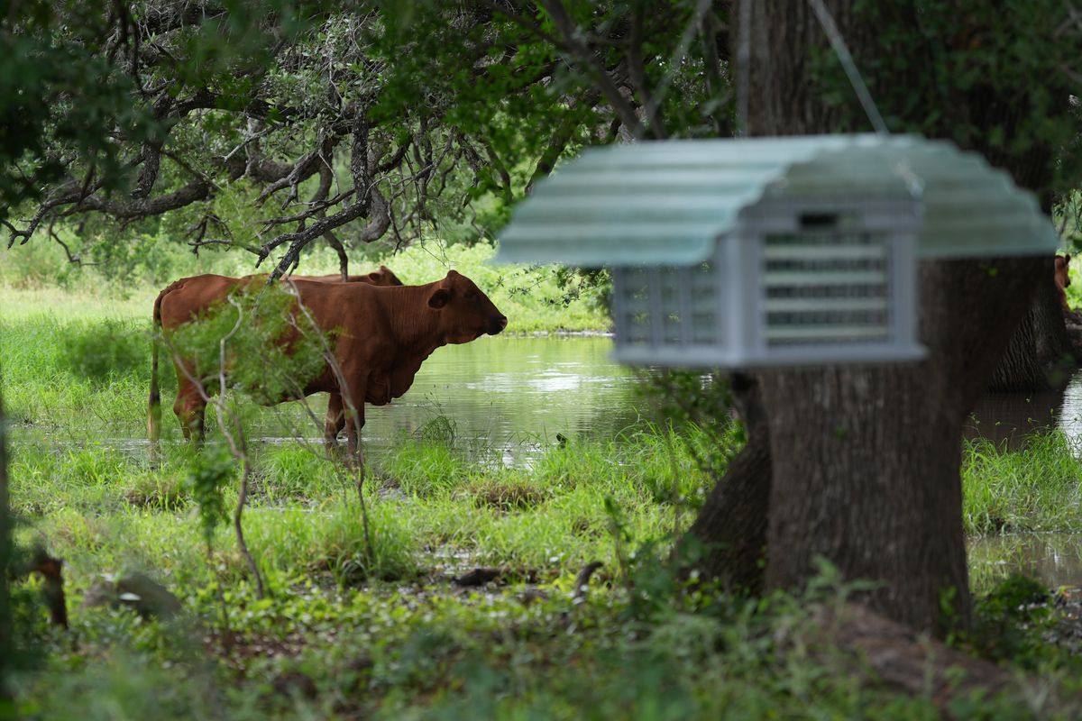 Political blame game follows as screwworm parasite threatens cattle in ...