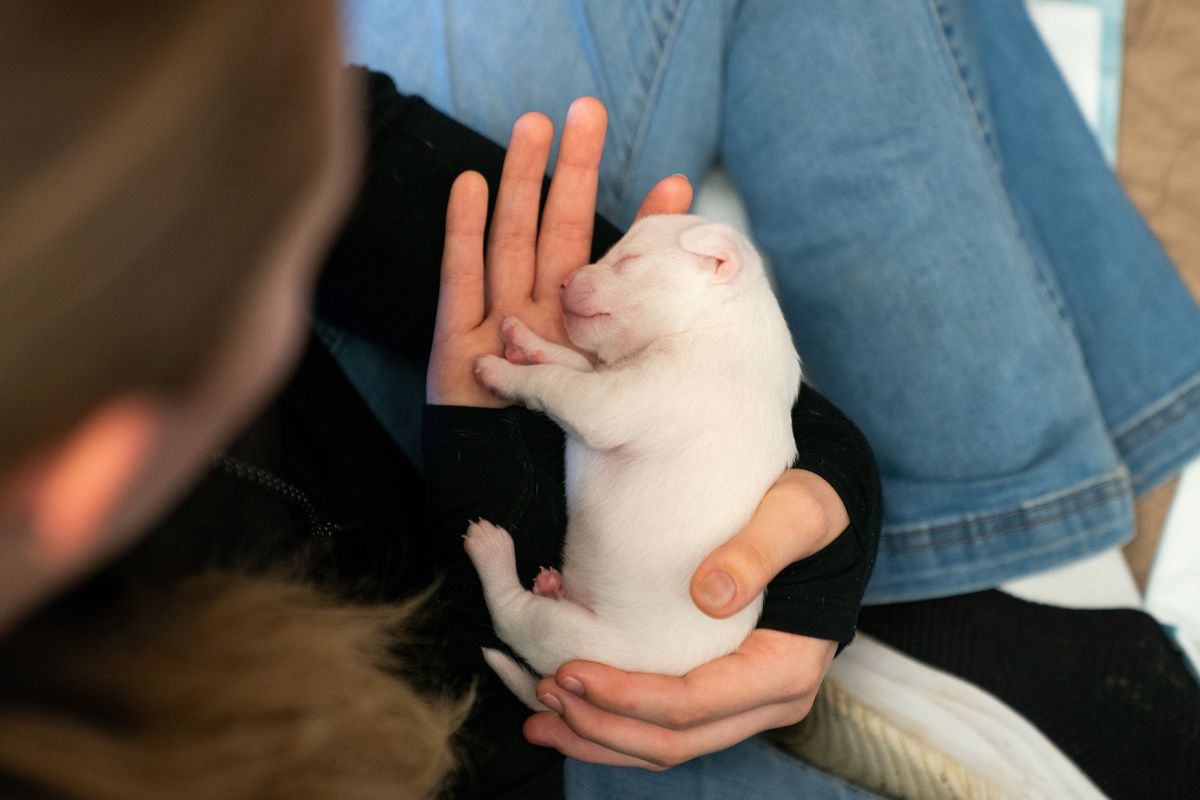 How Seuk Kim’s tragic plane crash built a volunteer army of pet ...