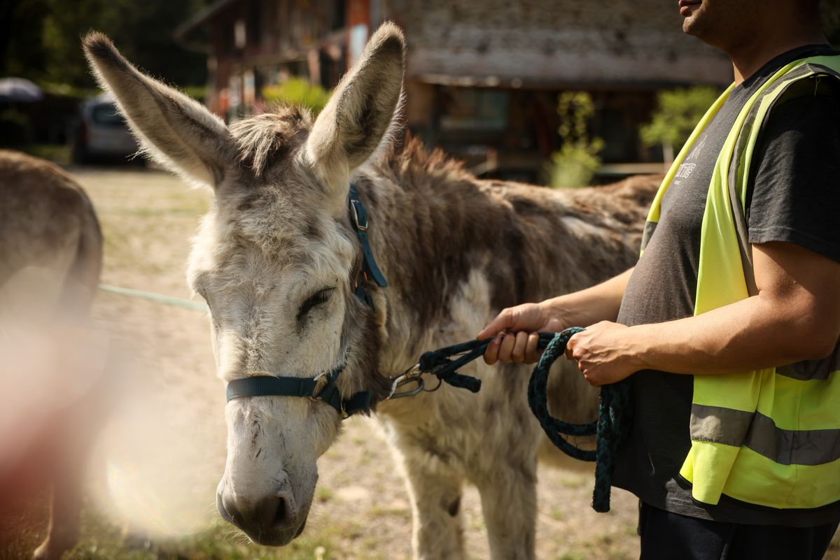 Patients find help with therapy donkeys at psychiatric hospital near ...