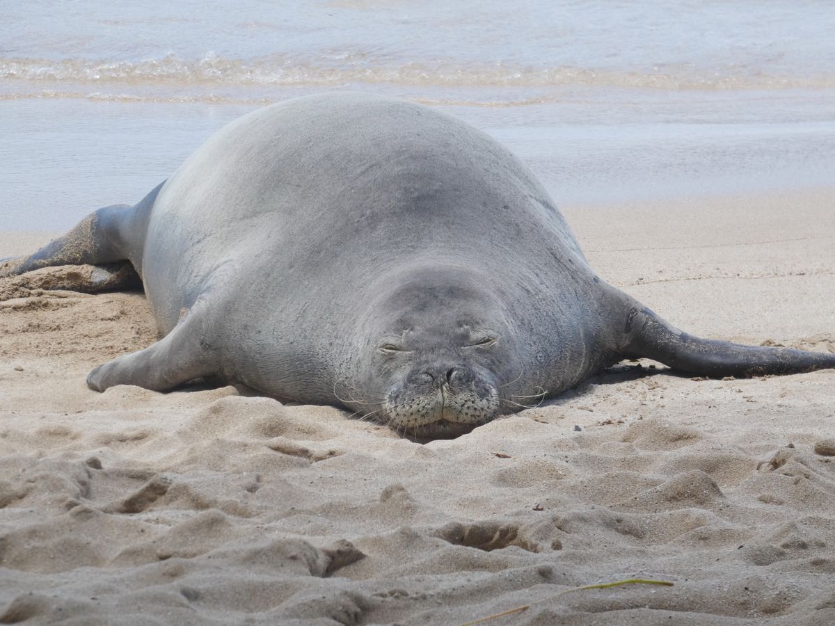 Washington tourist pleads not guilty in Hawaiian monk seal rock case ...