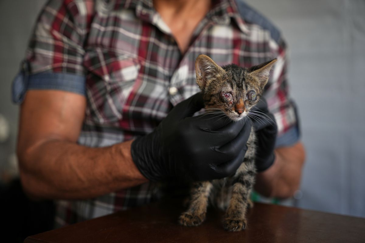 Photos of a rare veterinary clinic still open in war-battered Gaza ...