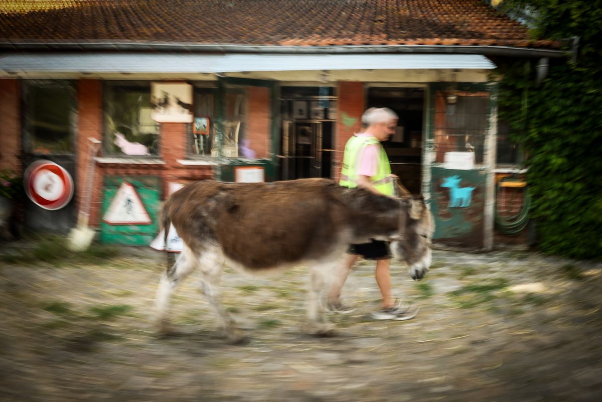 Patients find help with therapy donkeys at psychiatric hospital near ...