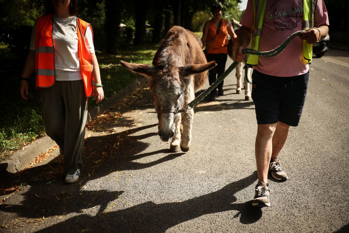 Patients find help with therapy donkeys at psychiatric hospital near ...