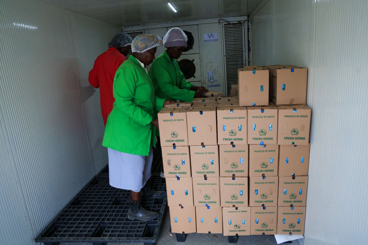 Solar cold storage helps African farmers cut losses and reach global ...