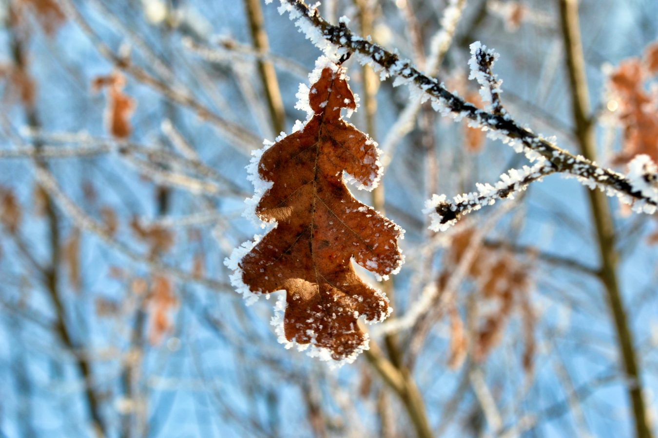 Protecting Your Family During the Winter Cold and Flu Season ...