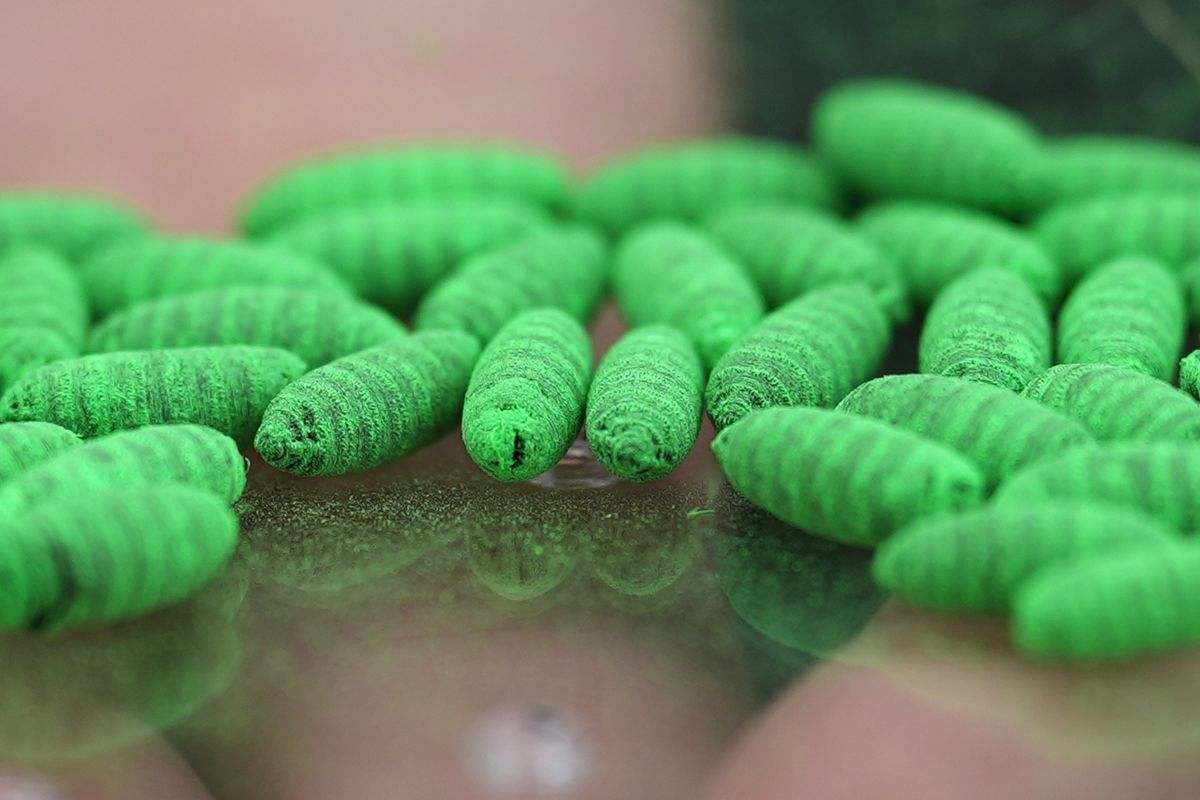 Political blame game follows as screwworm parasite threatens cattle in ...