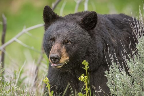 Recounting Bear Incident Near Dodge Ridge - myMotherLode.com